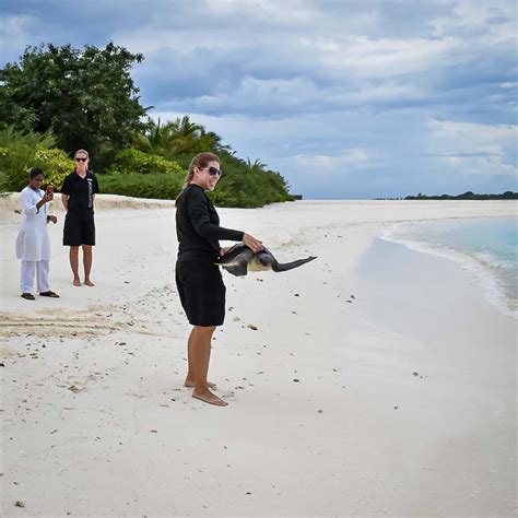 Cassiopeia Turtle Rescue And Rehabilitation In The Maldives
