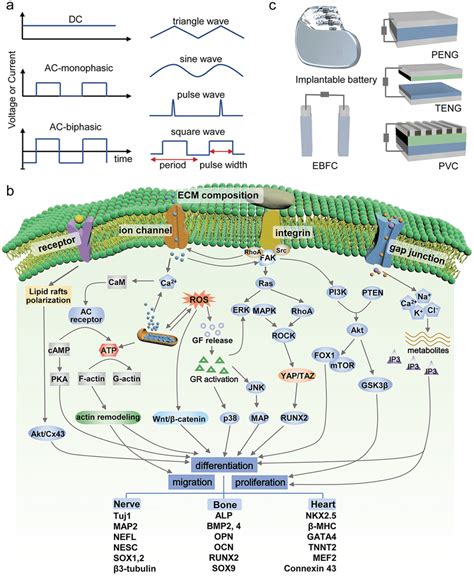 A Electrostimulation Waveforms For Tissue Regeneration B Possible