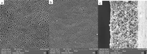 Sem Micrographs Of Membranes Pvdf With 50 Wt Additive Of Pil A