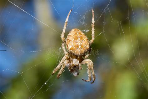 Female Cross Orb Weaver Spider Hangs From Her Web While Wrapping Another Spider In Silk Stock