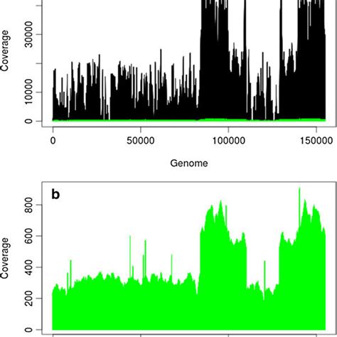 Base Per Base Coverage Of The P Micrantha Chloroplast Genome Graph