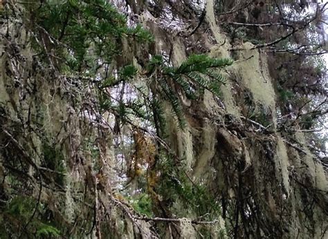 Борода лешего в соловецком лесу | Сайт о Соловецких островах