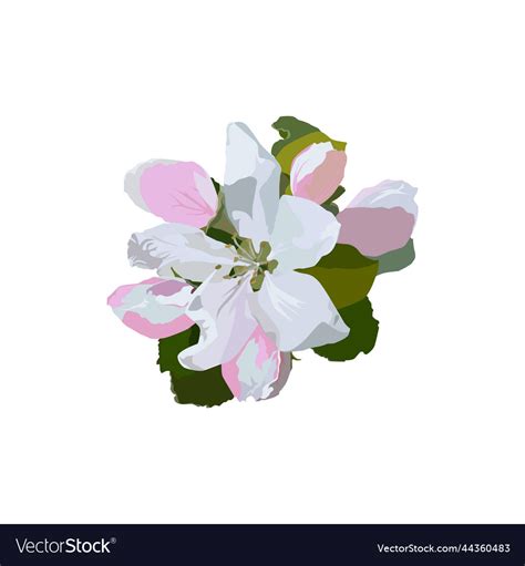 Apple Tree Blossom Flowers Isolated Royalty Free Vector