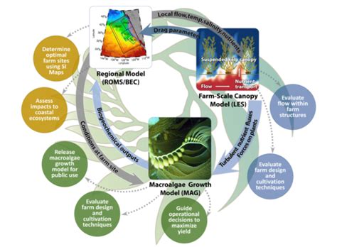 Macroalgae Cultivation Modeling System Coastal Dynamics Laboratory