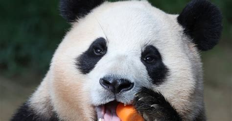 [포토] 쌍둥이 바오 언니 푸바오