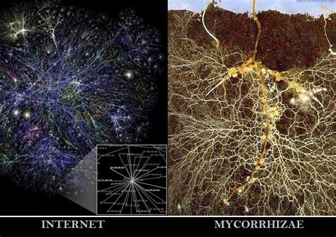 Datavis 2022 Ecology And Cultures Innovation Lab