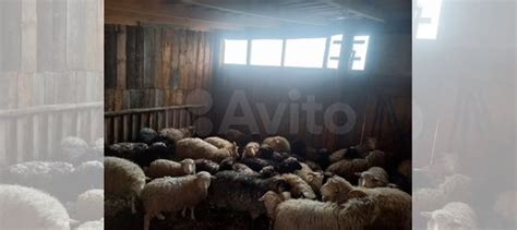 Овцы бараны купить в Месягутово Животные и зоотовары Авито