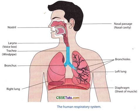 Human Respiratory System Diagram Parts And Functions CBSE Tuts