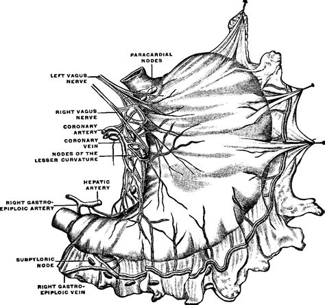 Lymphatic Plexus Of The Stomach Vintage Illustration 35481359 Vector