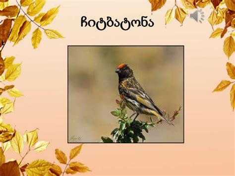 ბაღის ფრინველები