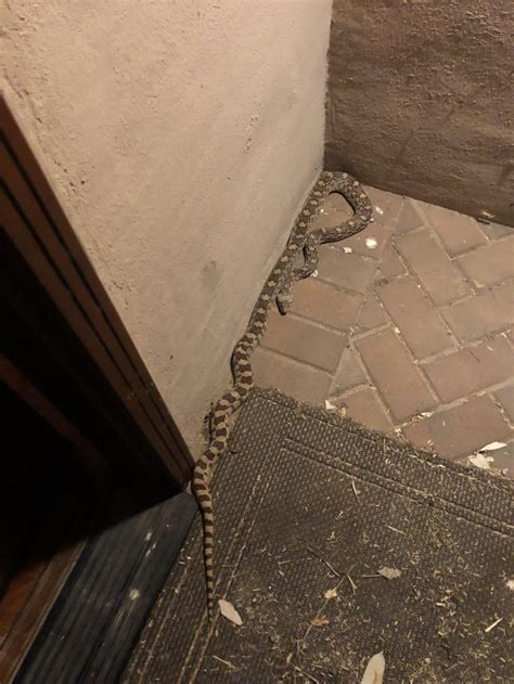 Sonoran Gopher Snake Rtucson
