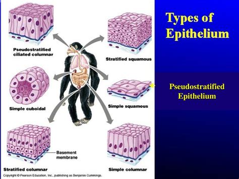 Ppt Epithelium Powerpoint Presentation Free Download Id 3376522