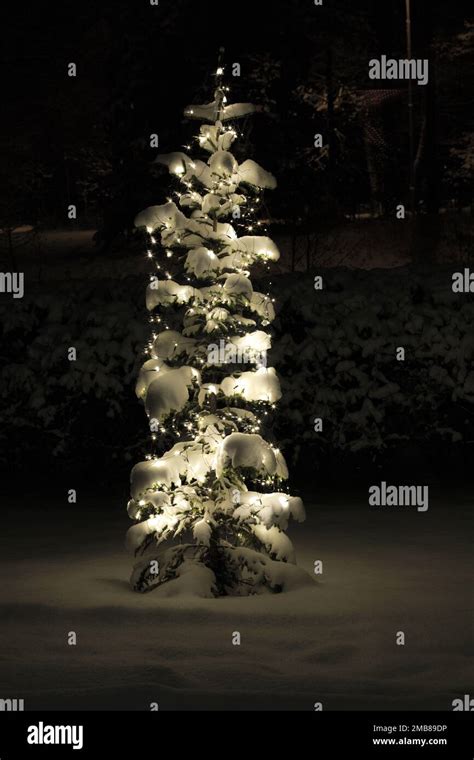 Christmas Tree In The Dark Night Snowy Tree And Surrounding Tree Lights On Stock Photo Alamy