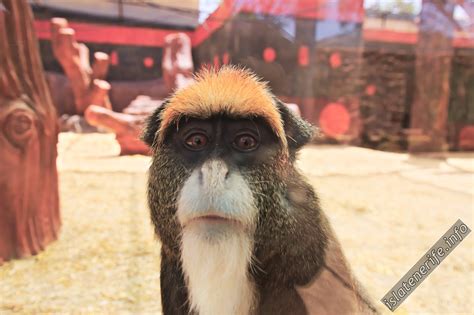 Манки Парк на Тенерифе | Парк Обезьян (Monkey Park)