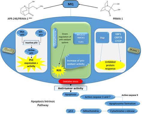 Effects Of Tp53 Gene Mutations On The Survival Of Non Small Cell Lung