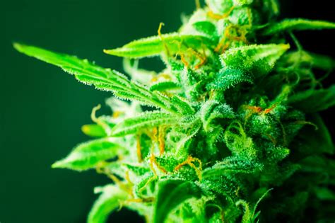 녹색 배경입니다 마리 후 아나 식물을 닫습니다 마리화나 잎 의료 대마초 및 마리화나의 합법화 대마초 꽃입니다 대마초의 새싹 성장 하는 실내 재배 잡 초 심기 0명에 대한