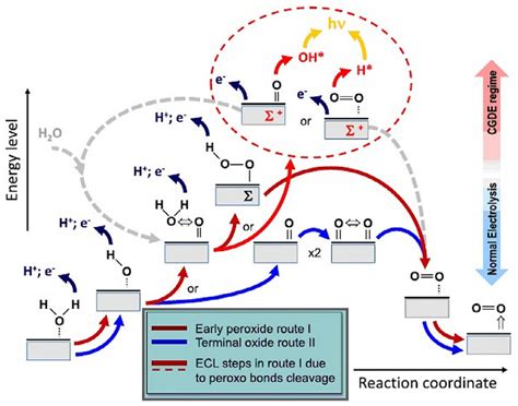 Schematic Of Oxygen Evolution Pathways During Pep As Described By