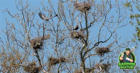 4 Tips To Help You Get Rid Of A Rookery Garden Doctor