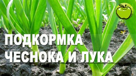 Первая подкормка чеснока и лука нужна сейчас, не откладывая. - YouTube