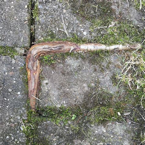 Tree Root Being Directed R TreesSuckingOnThings