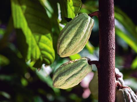 Premium Photo Green Cocoa Pods Grow On Trees The Cocoa Tree Theobroma Cacao With Fruits Raw Cocoa
