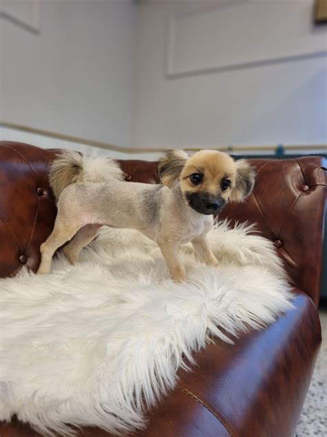 믹스견 앙앙이 책임분양 허스키 부산포메라니안분양 비숑분양 대구강아지무료분양 말티푸성견 대구말티즈분양 믹스견 포매라니안 강아지무료분양 유기견무료분양 유기묘입양 유기묘