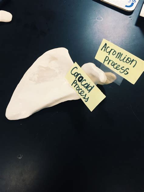 Acromion And Corocoid Process