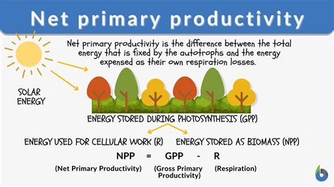 Net Primary Productivity Vs Gross Primary Productivity