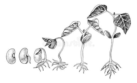 Etapas De Germinación De Semillas De Frijol Ilustración Del Vector
