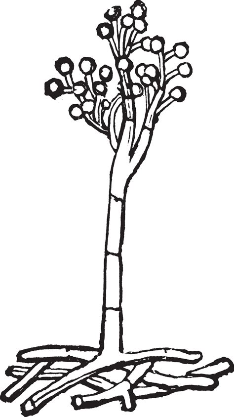 Botrytis Vintage Illustration 13745555 Vector Art At Vecteezy