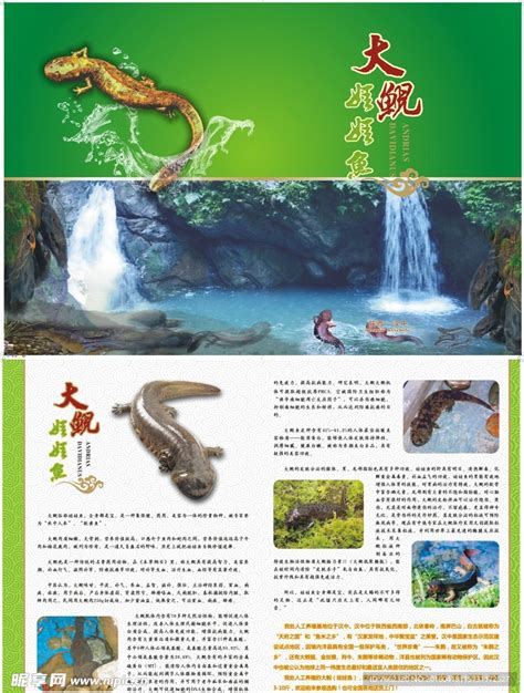 娃娃鱼设计图 Dm宣传单 广告设计 设计图库 昵图网