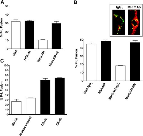 Figure 2 From The Human Macrophage Mannose Receptor Directs Mycobacterium Tuberculosis