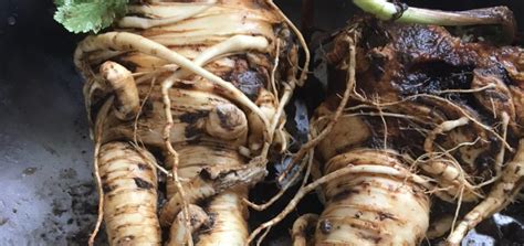 Watch Out For Parsnip Canker