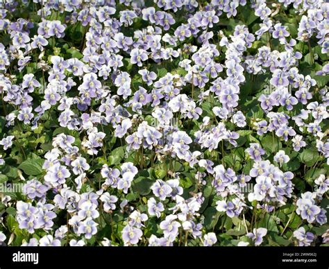 Common Blue Violet Common Meadow Violet Purple Violet Woolly Blue Violet Hooded Violet
