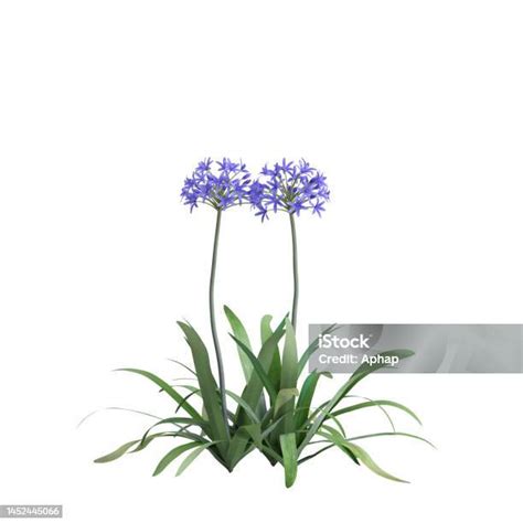 흰색 배경에 격리된 아가판투스 움벨라투스 개화의 3d 그림 아가판투스 백합에 대한 스톡 사진 및 기타 이미지 아가판투스 백합 0명 개화 Istock