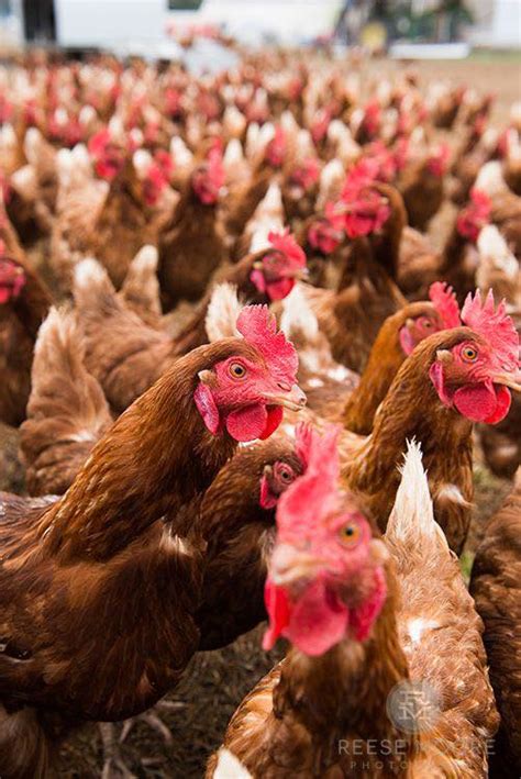 Peachtree Accounting በነፃ ይማሩ Peachtree Accounting Amharictutorial