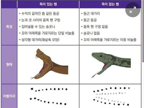 알아두면 좋은 독이 있는 뱀 Vs 독이 없는 뱀 차이점 2023 뱀