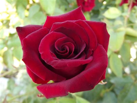 Free Photo Rose Red Rose Nature Garden Free Image On Pixabay