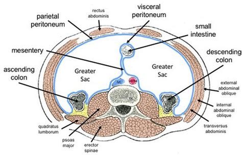 123 Structural Organization Of The Intestinal Wall And Peritoneum
