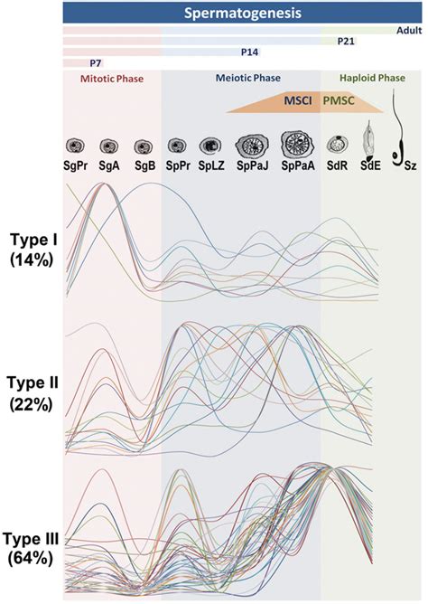 Many X Linked Micrornas Escape Meiotic Sex Chromosome Inactivation
