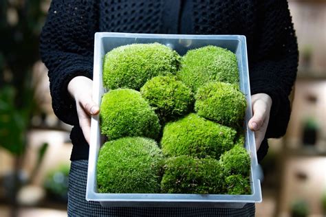 Buy Live Cushion Moss Leucobryum Glaucum For Sale Ome