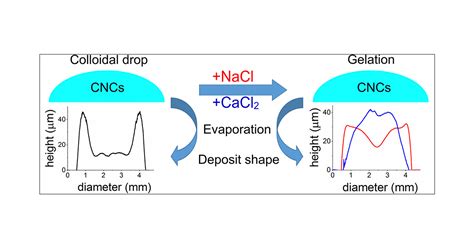 Effect Of Gelation On The Colloidal Deposition Of Cellulose Nanocrystal Films Biomacromolecules