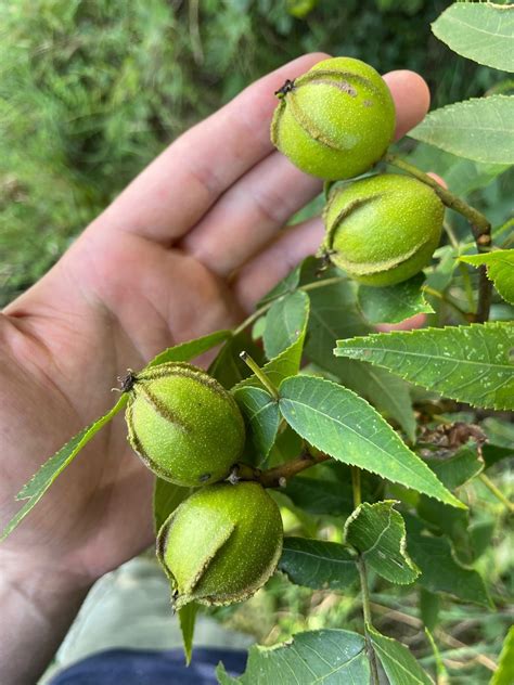 Yellowbud Hickory Seedlings Carya Cordiformis — Yellowbud Farm