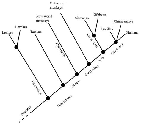 A Few Words On Clades And Cladograms Taxonomy 5 Santa Monica Bay