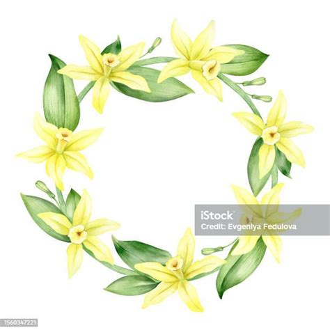 노란색 바닐라 꽃의 프레임입니다 열대 이국적인 꽃과 화환입니다 수채화 그림입니다 격리 요리용 향료 인사말 카드 엽서 스크랩북 포장 디자인 0명에 대한 스톡 벡터 아트 및