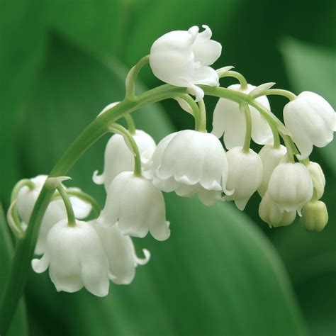 Convallaria Majalis Lily Of The Valley Bumbees