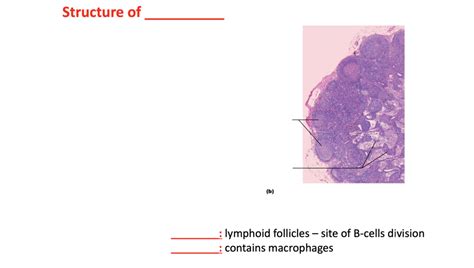 Lymph Node Diagram Quizlet