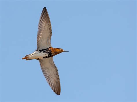 Ruff Bird Facts Philomachus Pugnax Birdfact