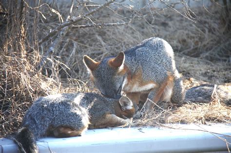 If Youve Been Seeing Adorable Gray Fox Pups Around The Bay Area Lately Youre Not Alone