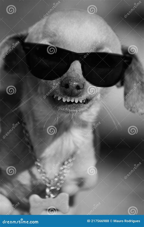 собака со странной улыбкой и темными очками Стоковое Фото изображение насчитывающей глаза